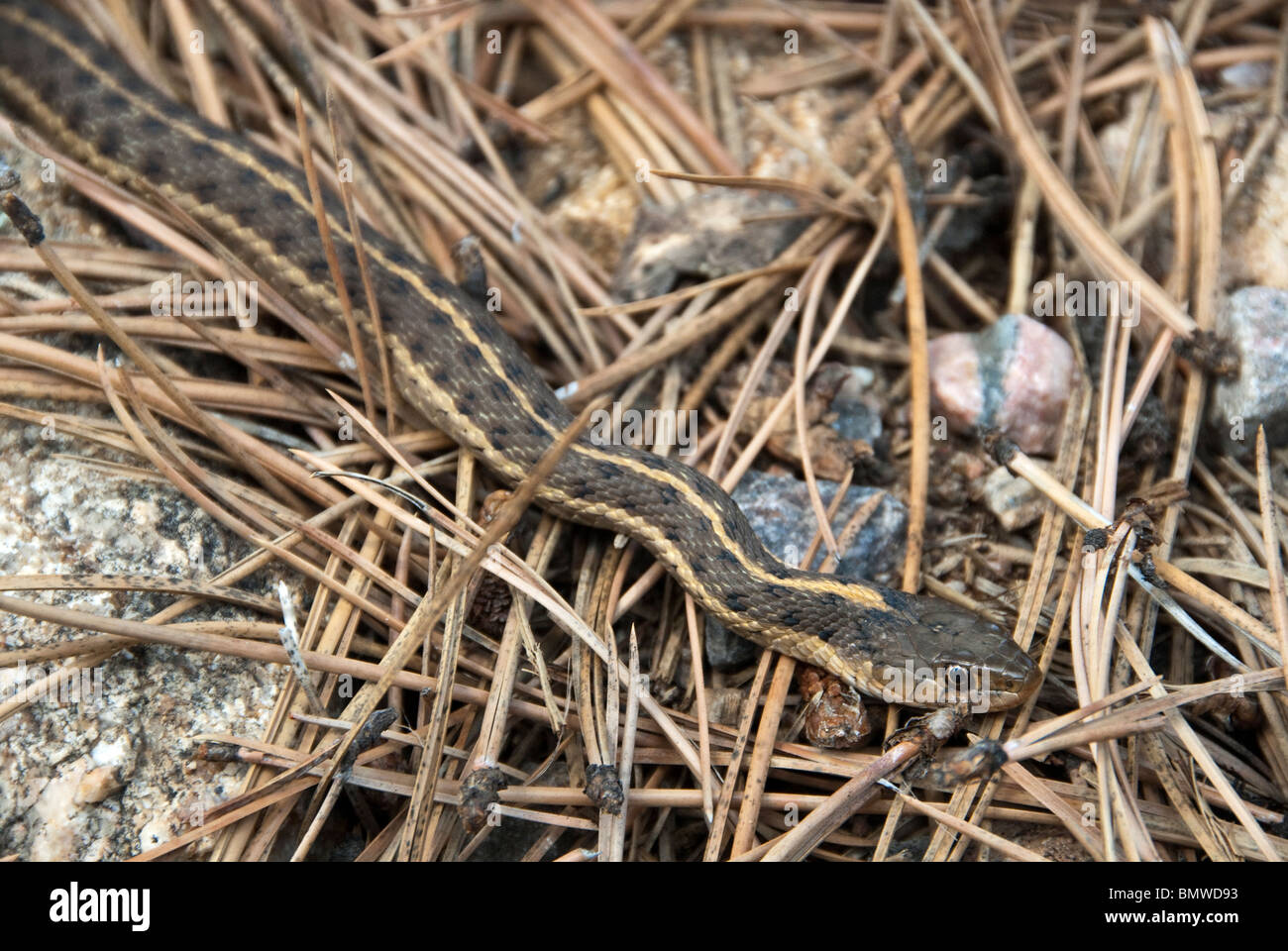 Common Garter Snake Thamnophis sirtalis Park County Colorado USA Stock ...
