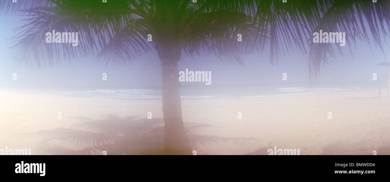 Dubai UAE Jumeira Beach Park Palm Tree Summer Humidity Stock Photo - Alamy
