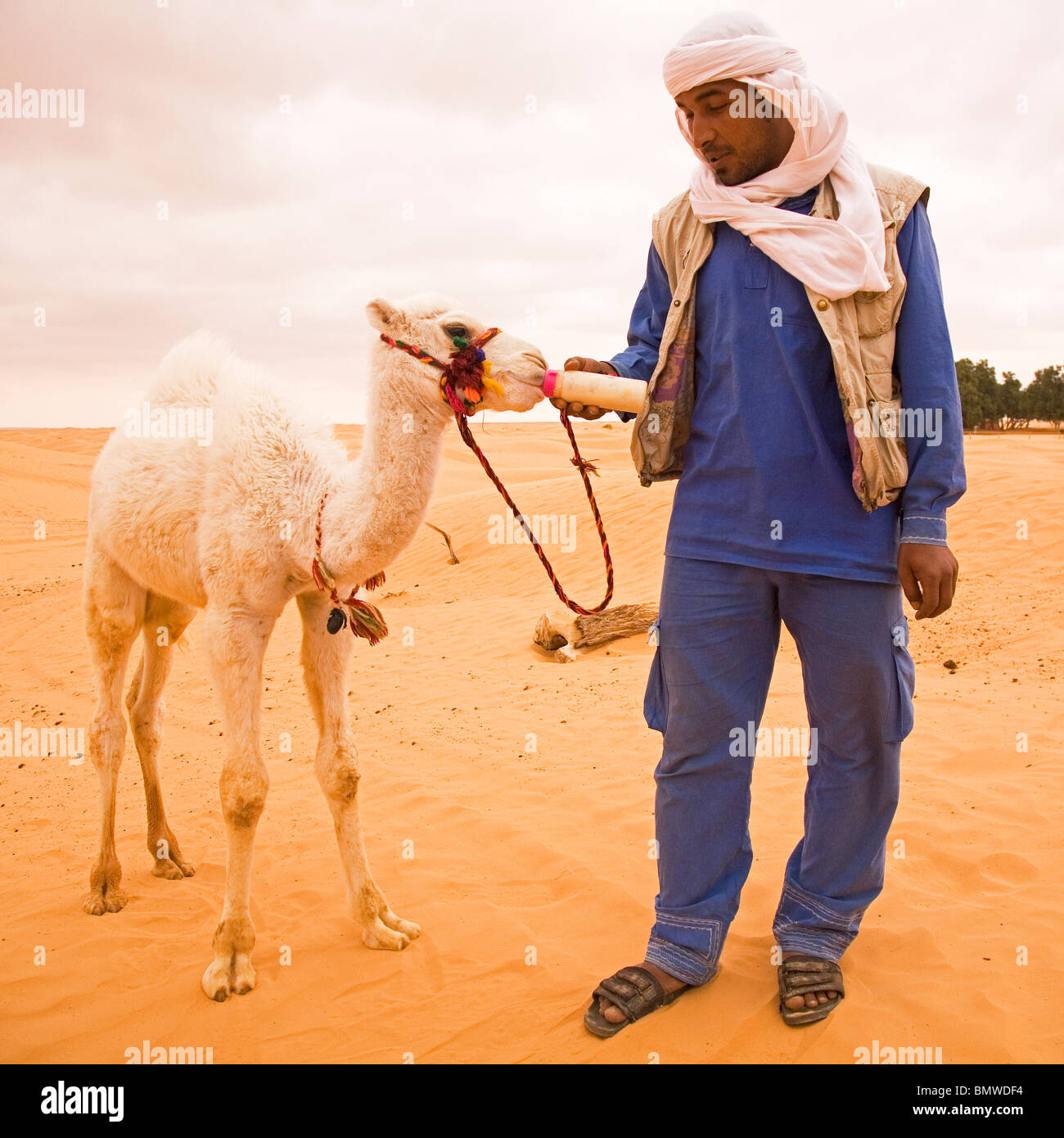 Baby camel feeding hi-res stock photography and images - Alamy