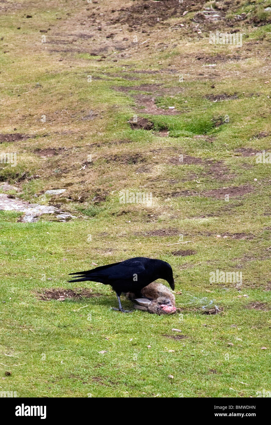 Carrion crow picking the flesh off a dead rabbit, Scotland UK Stock ...