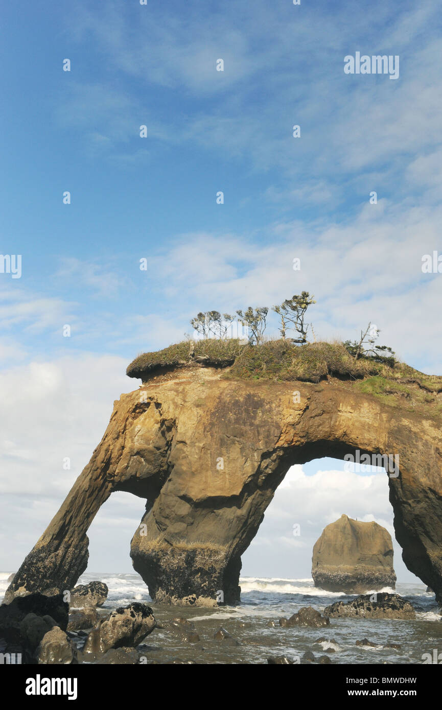 Elephant Rock and Seastacks, Quinault Indian Reservation, Washington ...