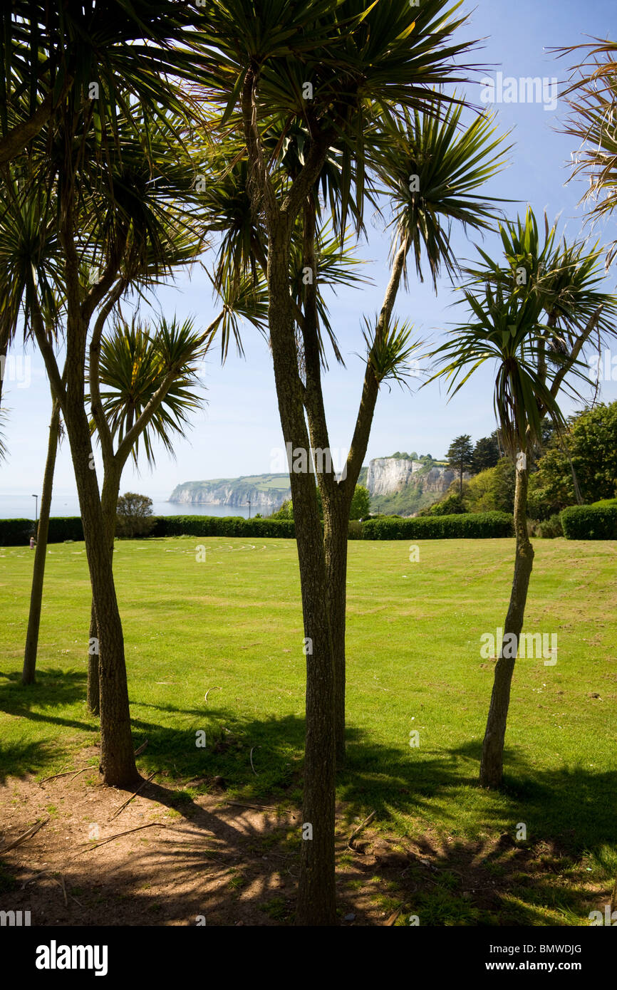 Palm trees in Cliff Gardens, Seaton, Devon Stock Photo - Alamy
