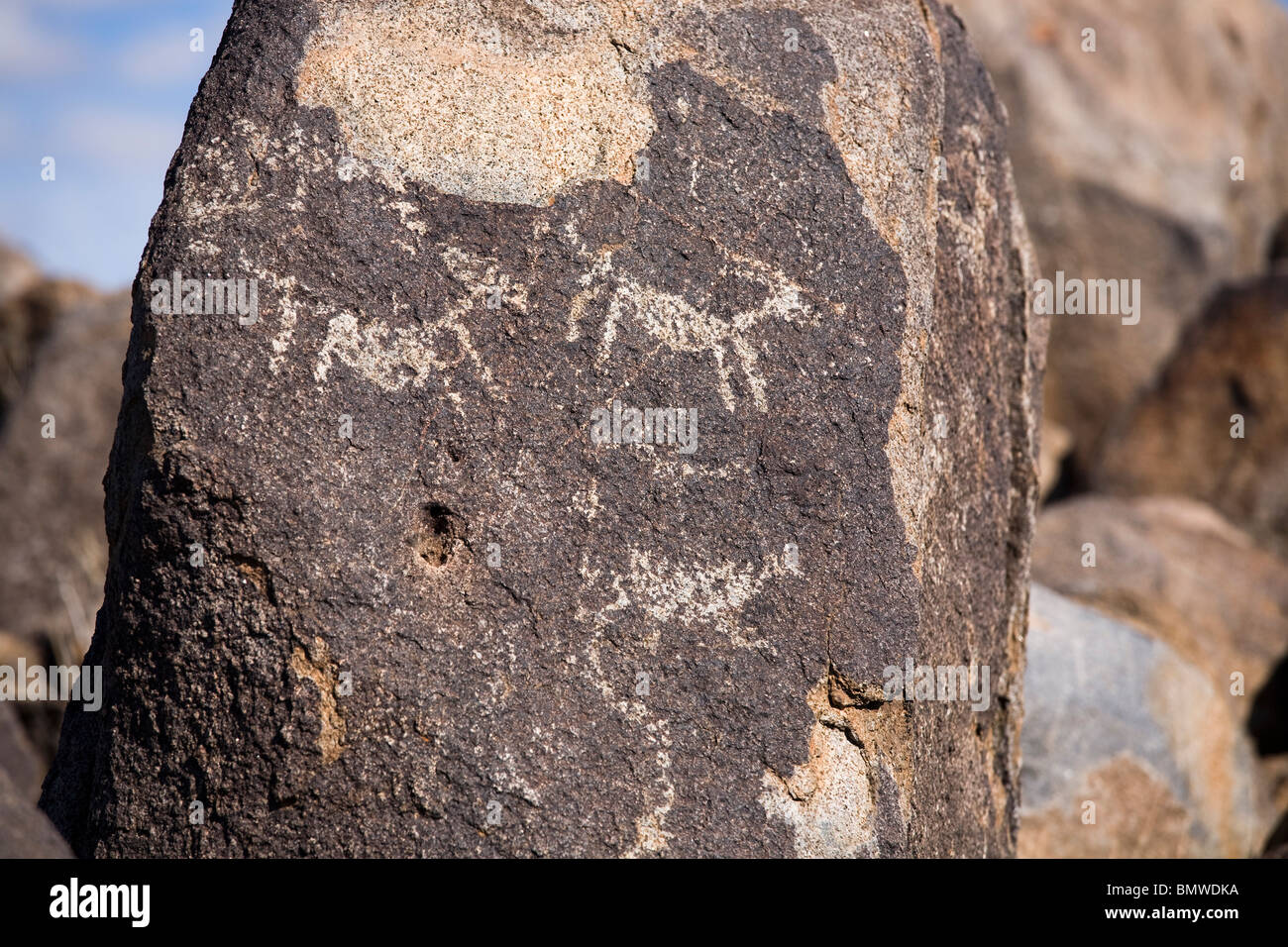 Petroglyphs of deer at Signal Hill, Saguaro National Park, Arizona ...