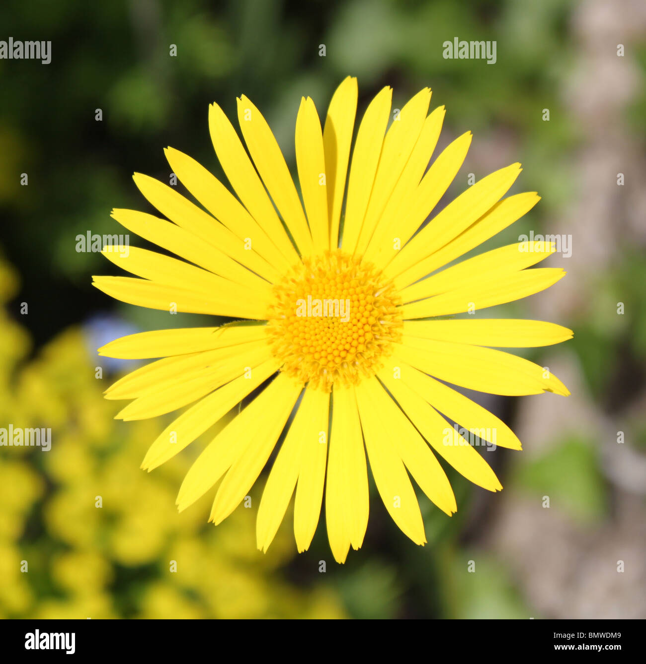 Big yellow flower hi-res stock photography and images - Alamy
