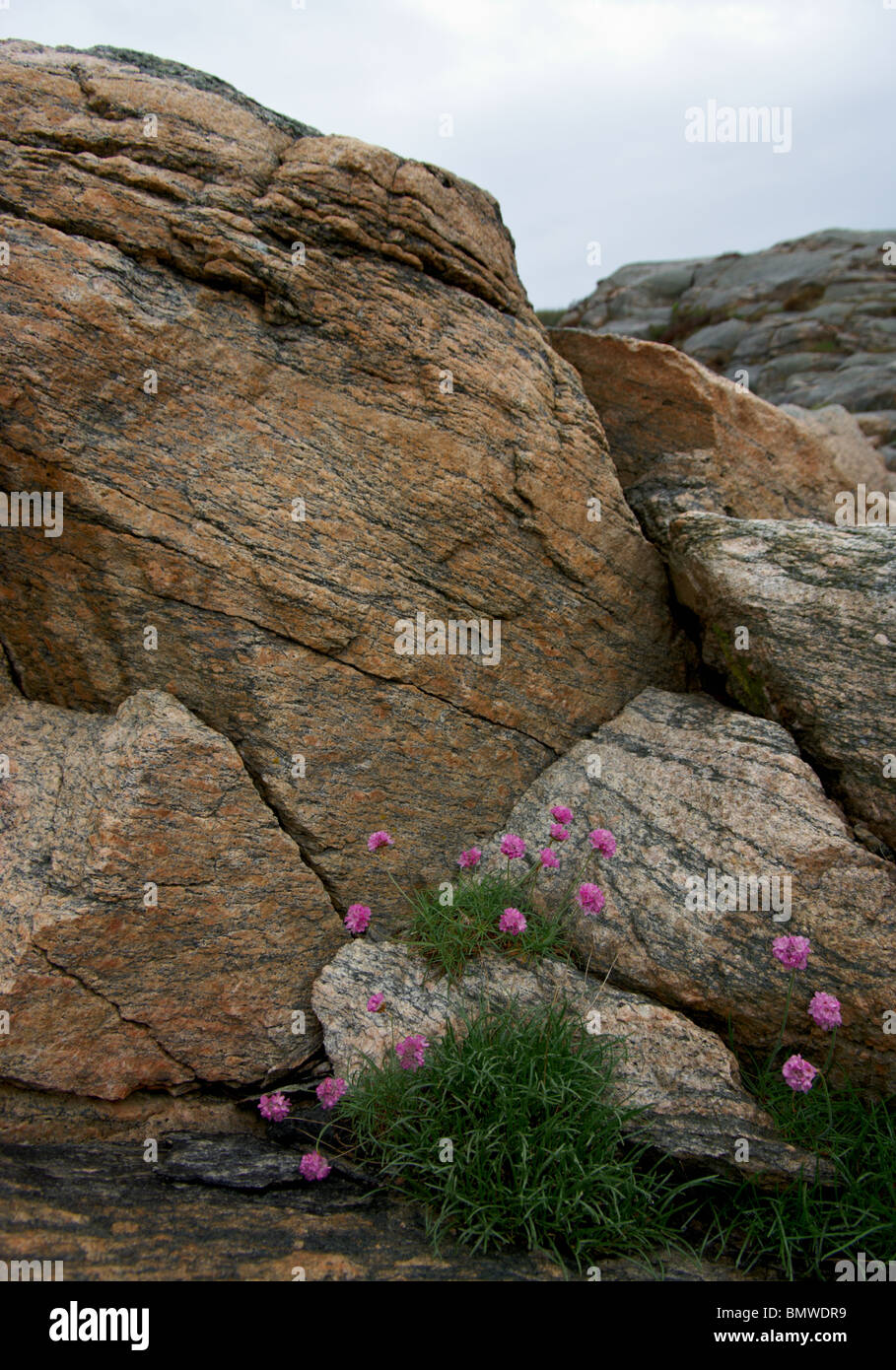 Strandnellik nature landscape hi-res stock photography and images - Alamy