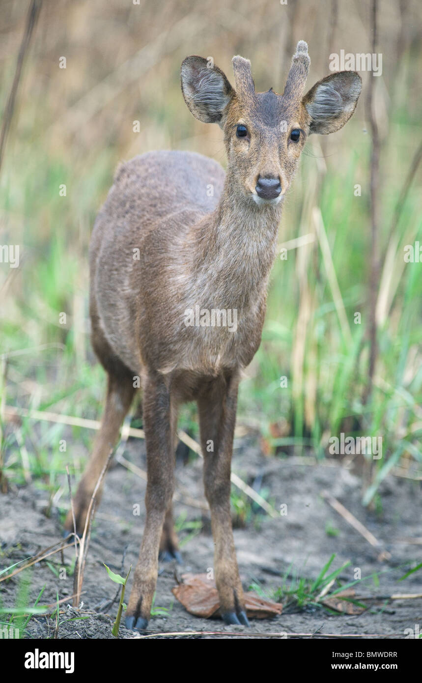 Hog Deer (Axis porcinus) Kaziranga National Park, Assam, India ...