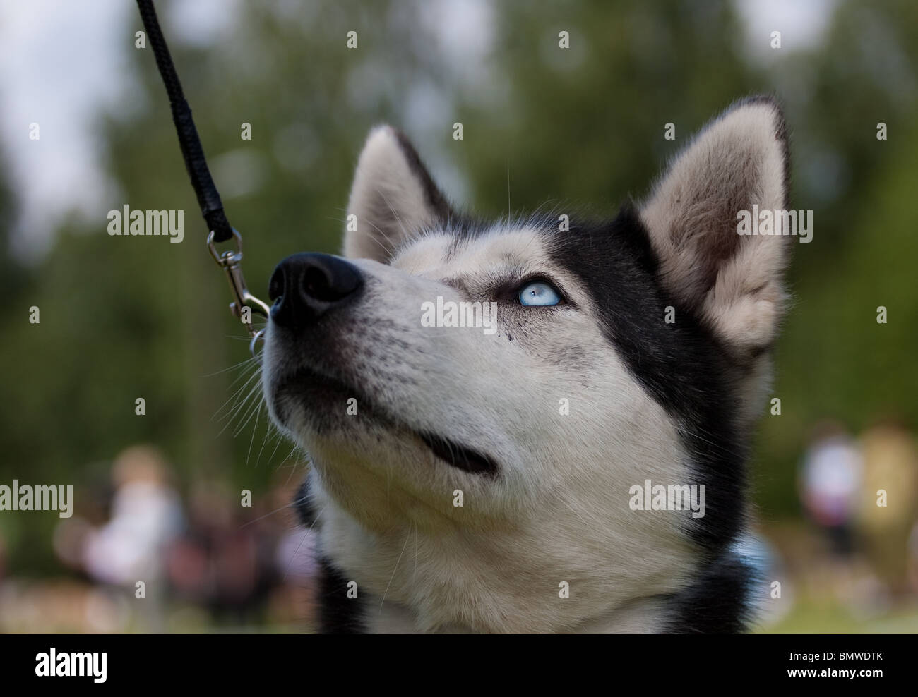 Husky thinking hi-res stock photography and images - Alamy