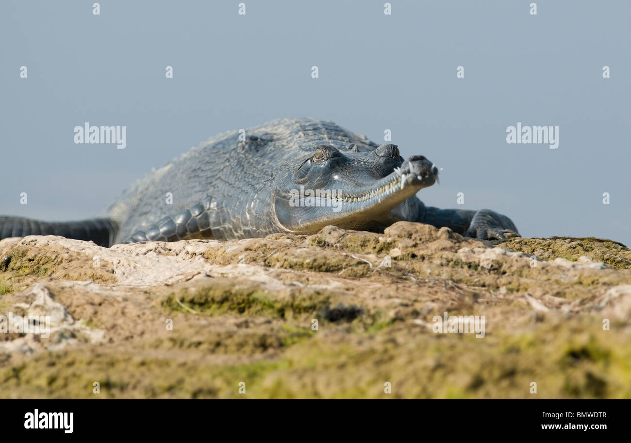 Indian gharial hi-res stock photography and images - Alamy