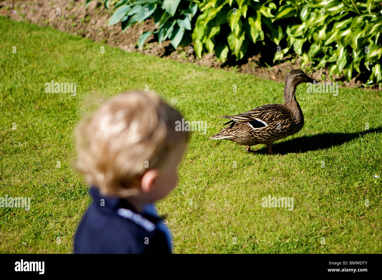 Child looking at duck Stock Photo - Alamy