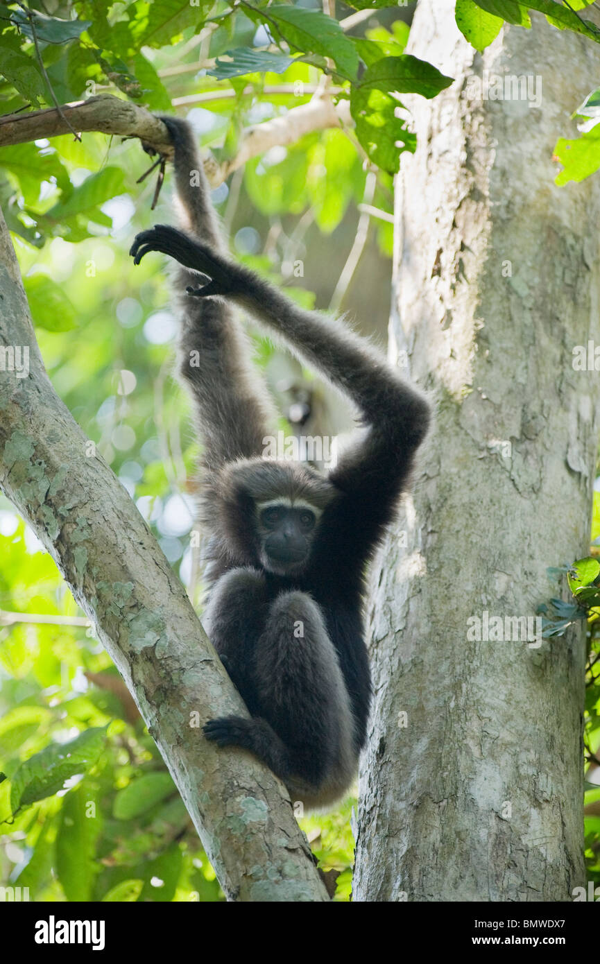 Western Hoolock Gibbons (Hoolock hoolock) Gibbon Wildlife Sanctuary ...