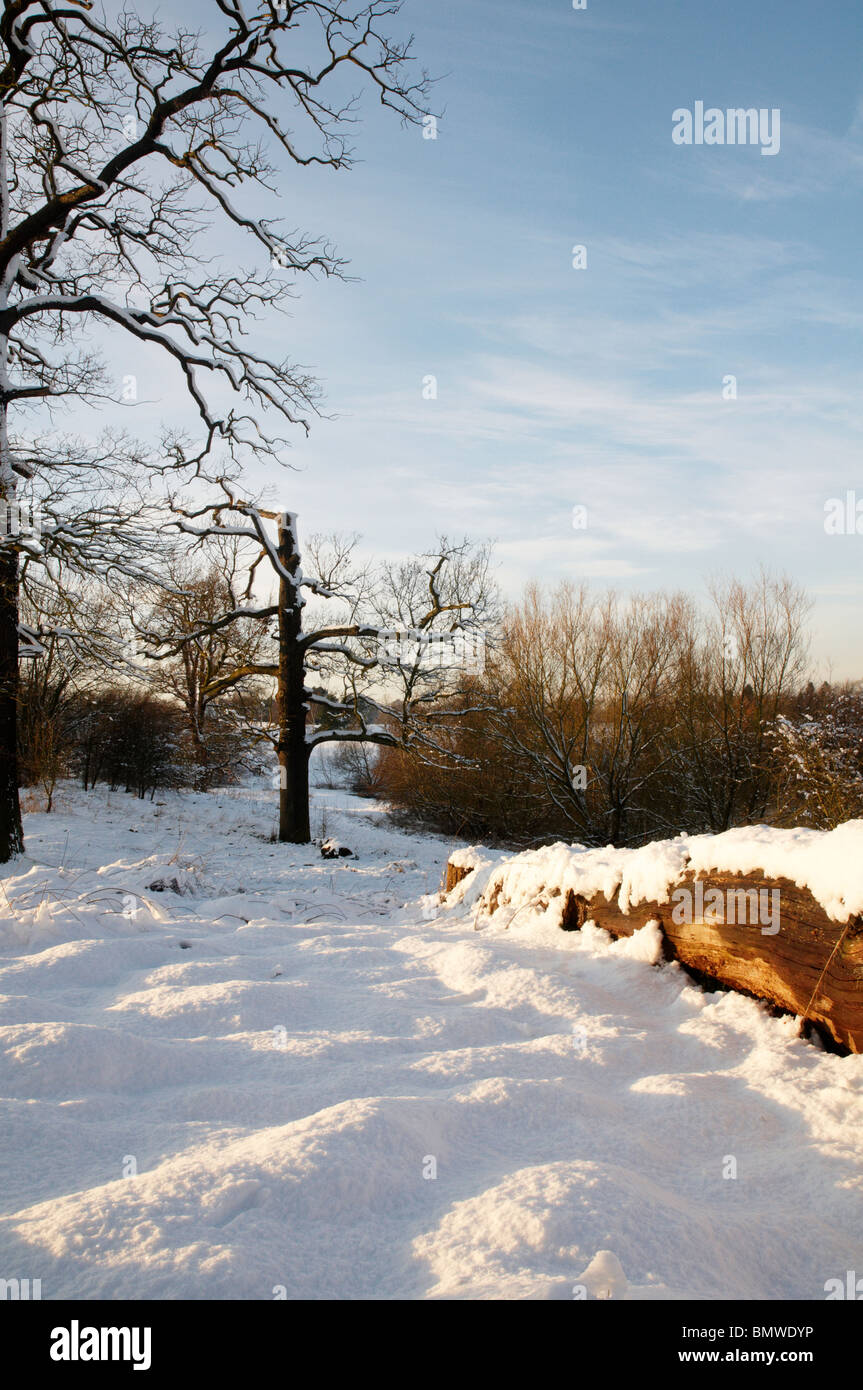 Tree trunk covered in snow hi-res stock photography and images - Alamy