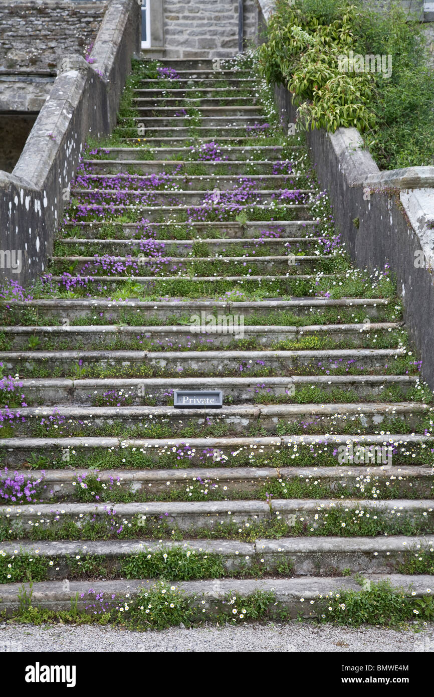 Stone steps with spring flowers Stock Photo - Alamy