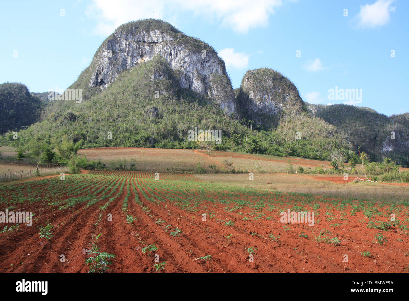 Manioc plantation in the Mogotes valley, Viñales, Cuba Stock Photo - Alamy