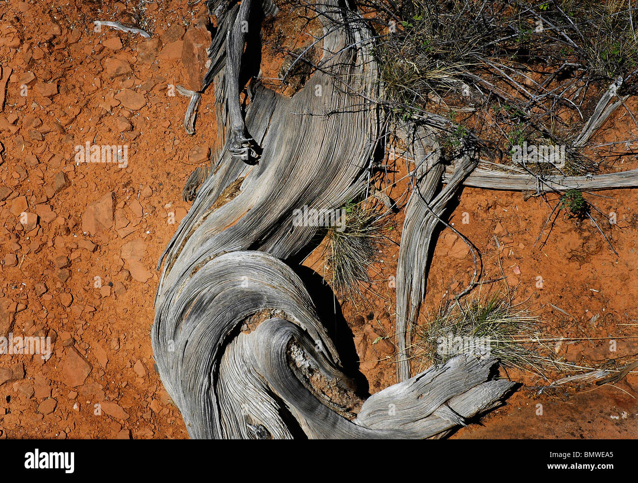 Desert wood hi-res stock photography and images - Alamy
