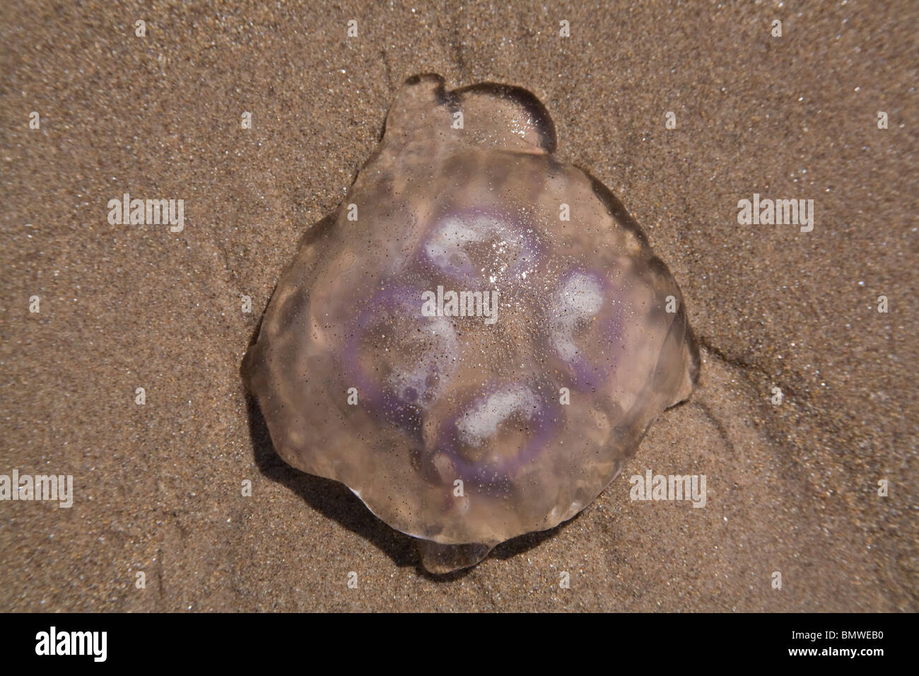 A Moon jellyfish washed up on East Sands Beach, North Berwick Scotland ...