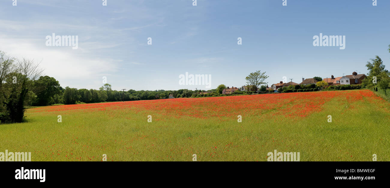 A panoramic view of a filed of poppies Stock Photo - Alamy