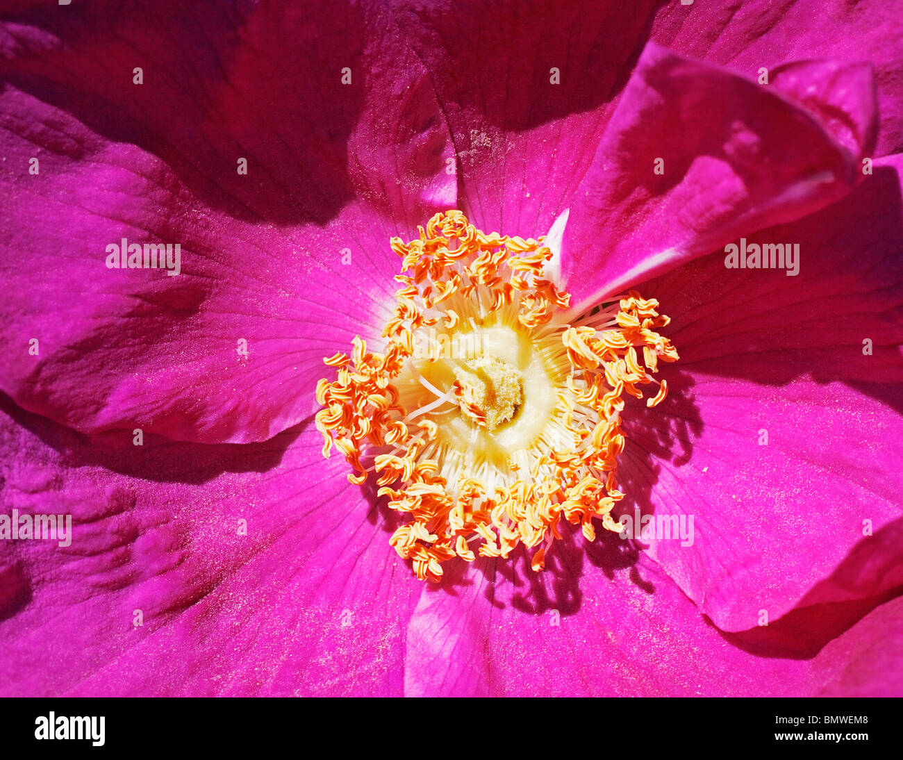 detail of rock rose flower Stock Photo - Alamy