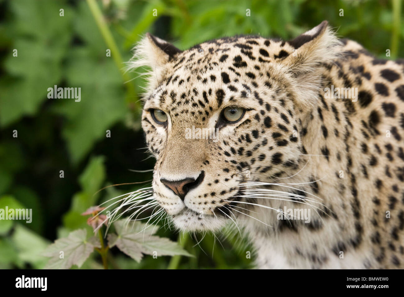 Amur leopard (Panthera pardus orientalis Stock Photo - Alamy