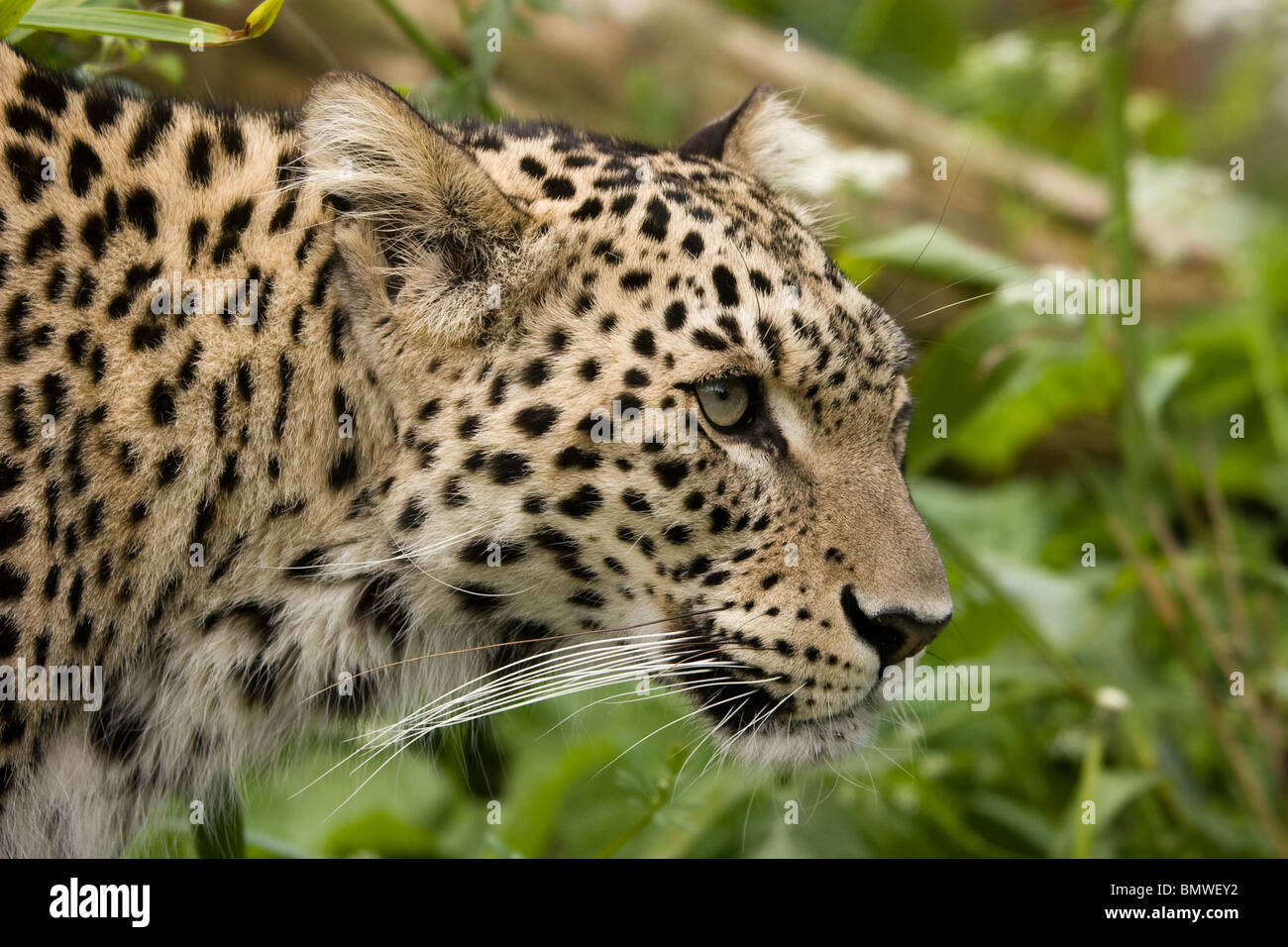 Manchurian Leopard High Resolution Stock Photography and Images - Alamy