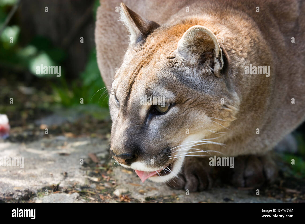 cougar (Puma concolor) portrait Stock Photo - Alamy