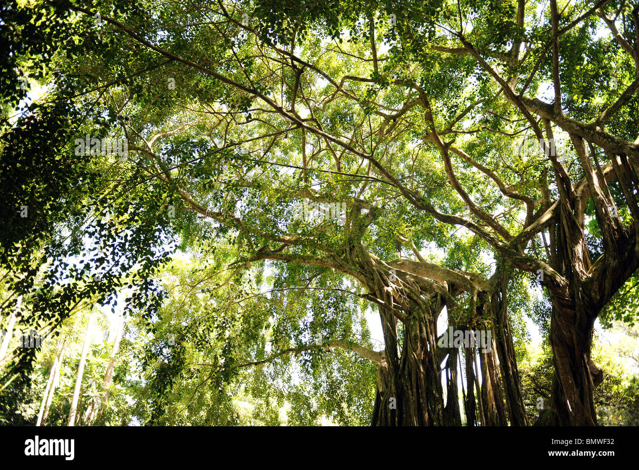 Giant forest hi-res stock photography and images - Alamy