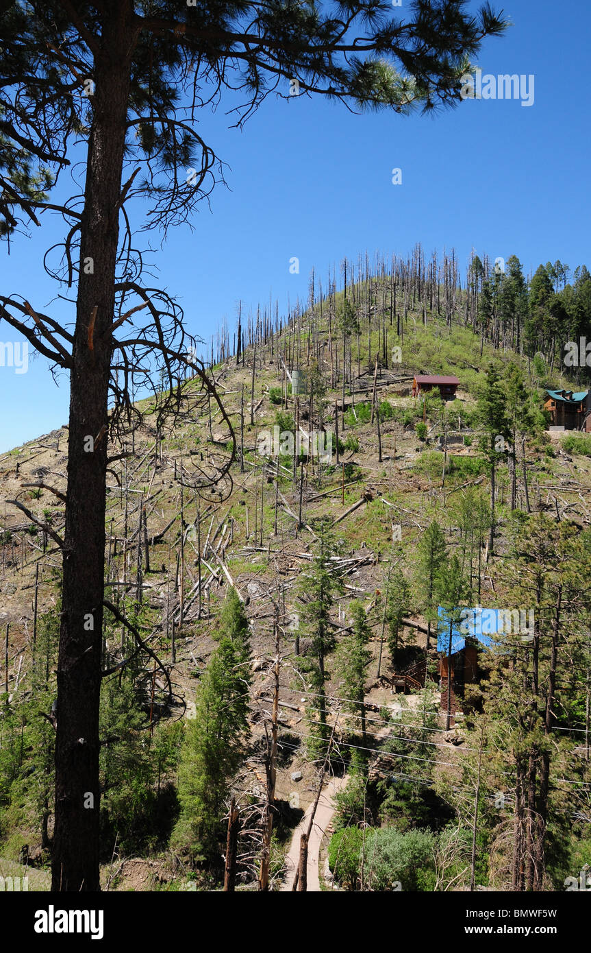 Aspen fire 2003 hi-res stock photography and images - Alamy
