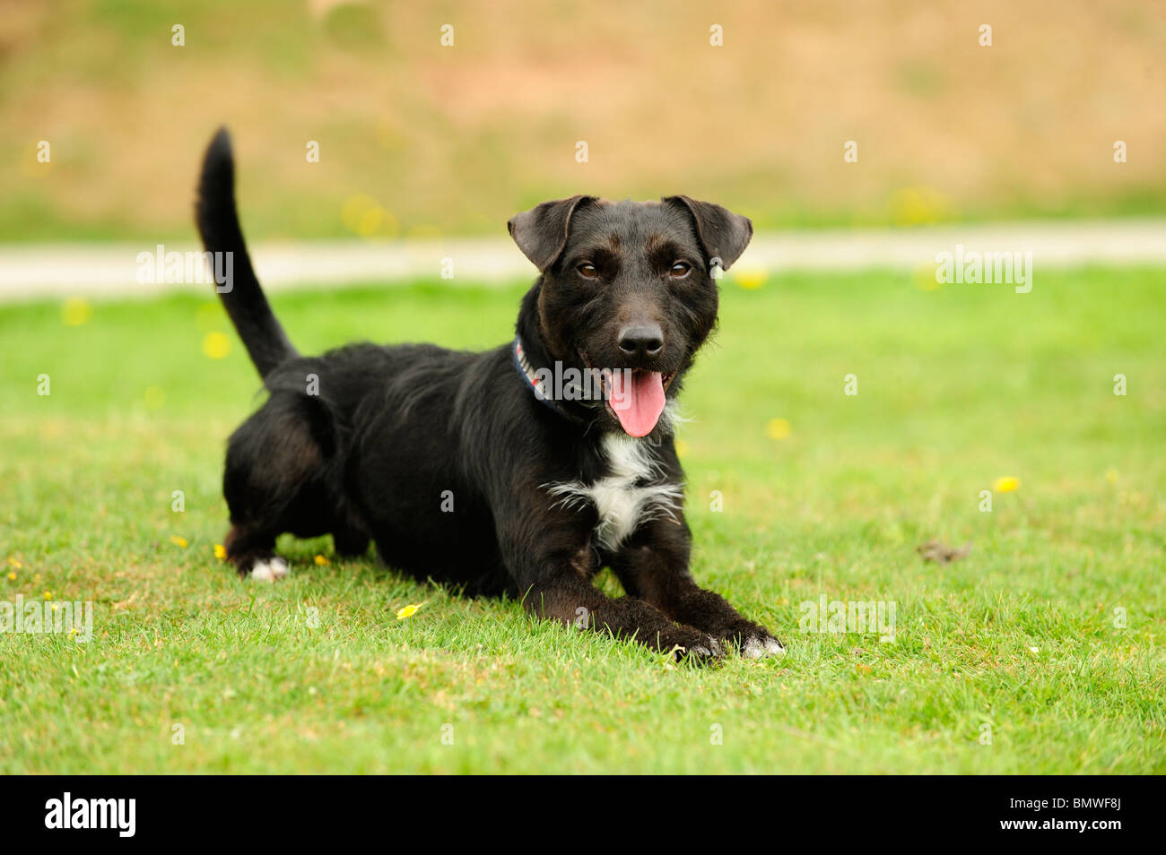 Terrier Mongrel Stock Photos & Terrier Mongrel Stock Images - Alamy