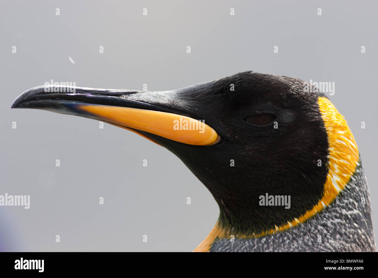 Profile king penguin hi-res stock photography and images - Alamy