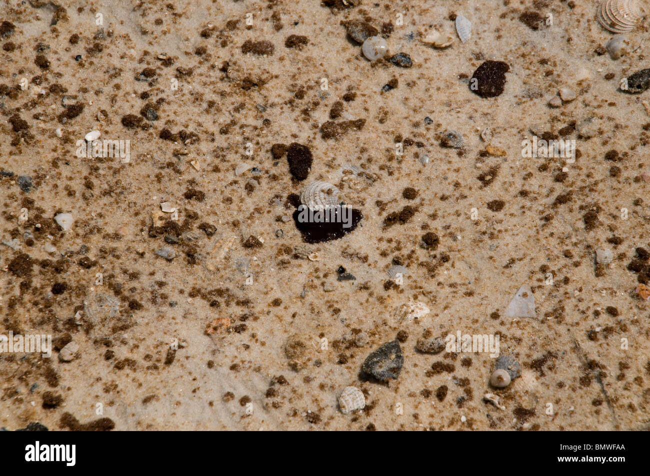 Tar sand shell hi-res stock photography and images - Alamy