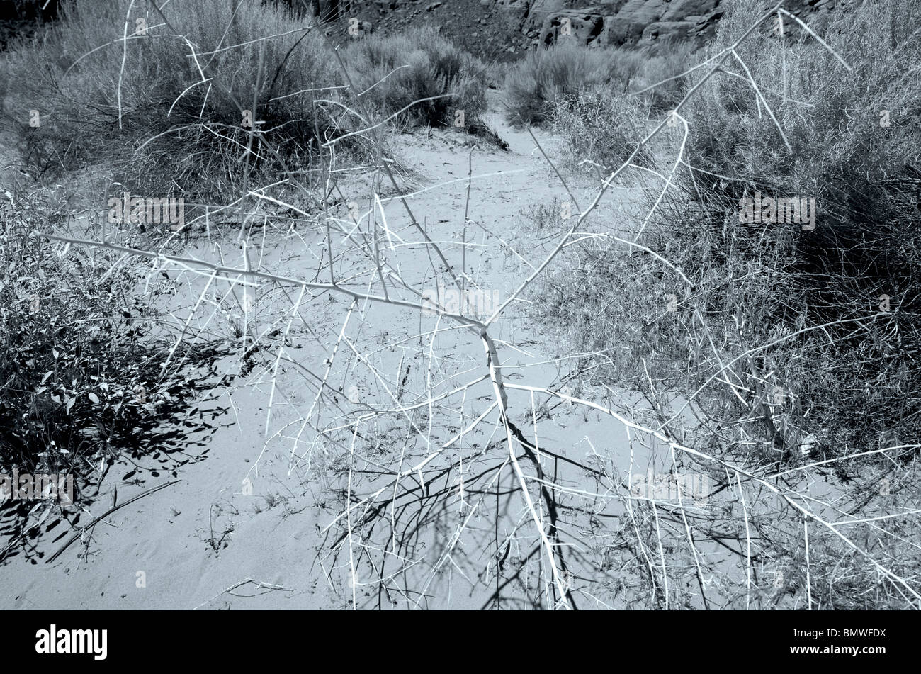 Tumbleweed plant hi-res stock photography and images - Alamy
