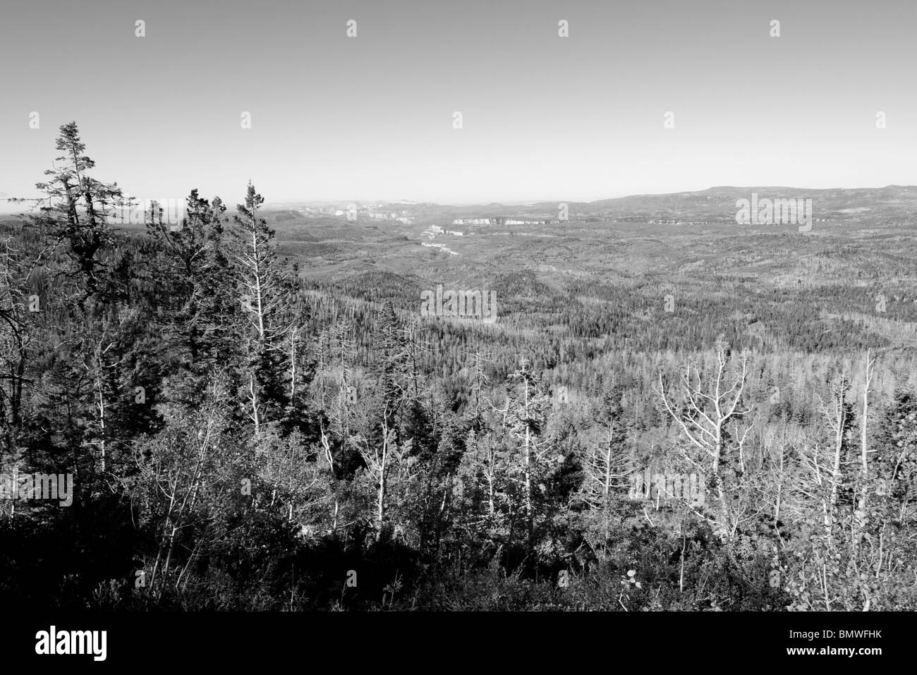 Rolling in forest Black and White Stock Photos & Images - Alamy