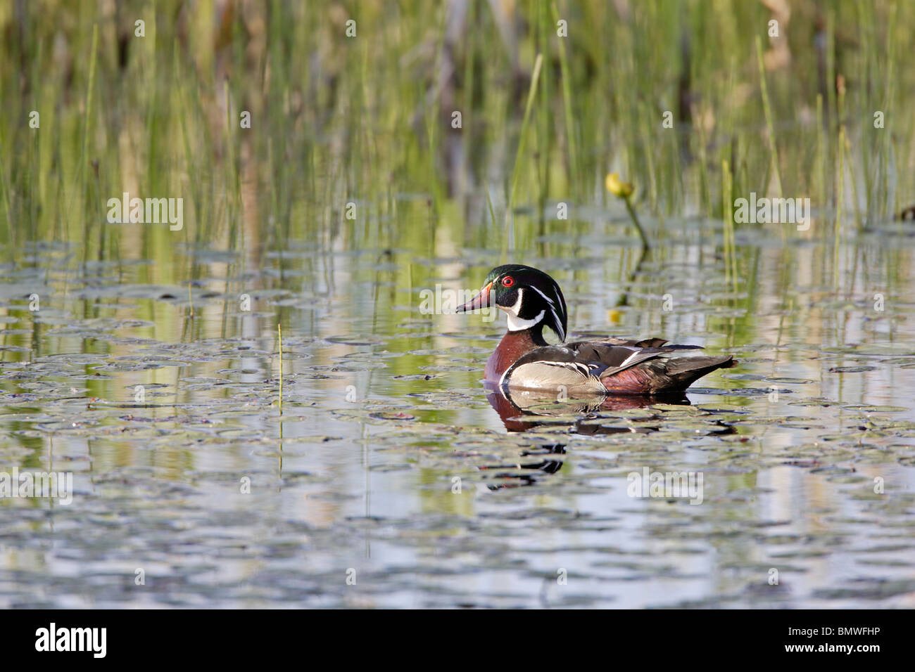 Male Carolina Wood duck Stock Photo - Alamy