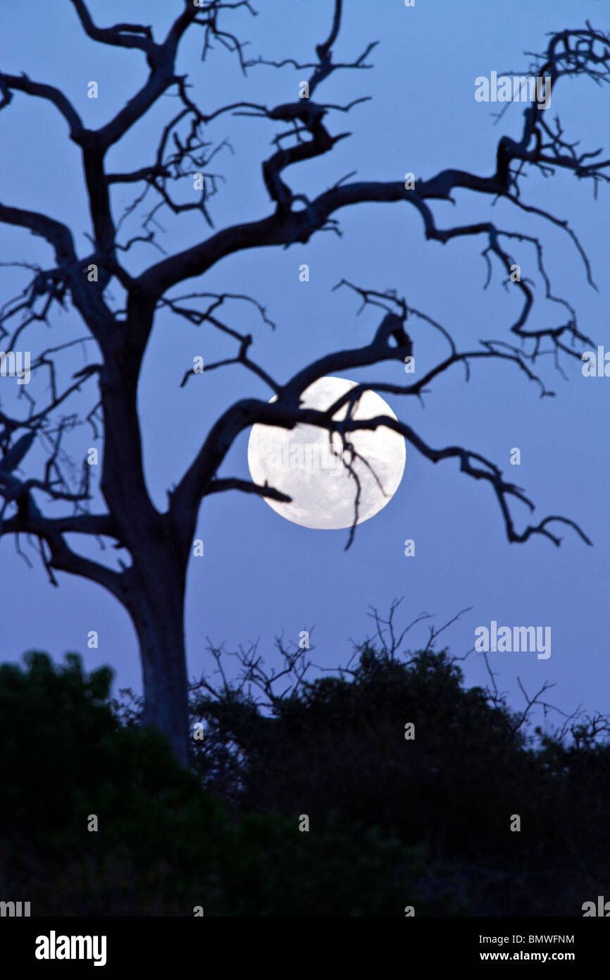 Tree dead moon silhouette hi-res stock photography and images - Alamy