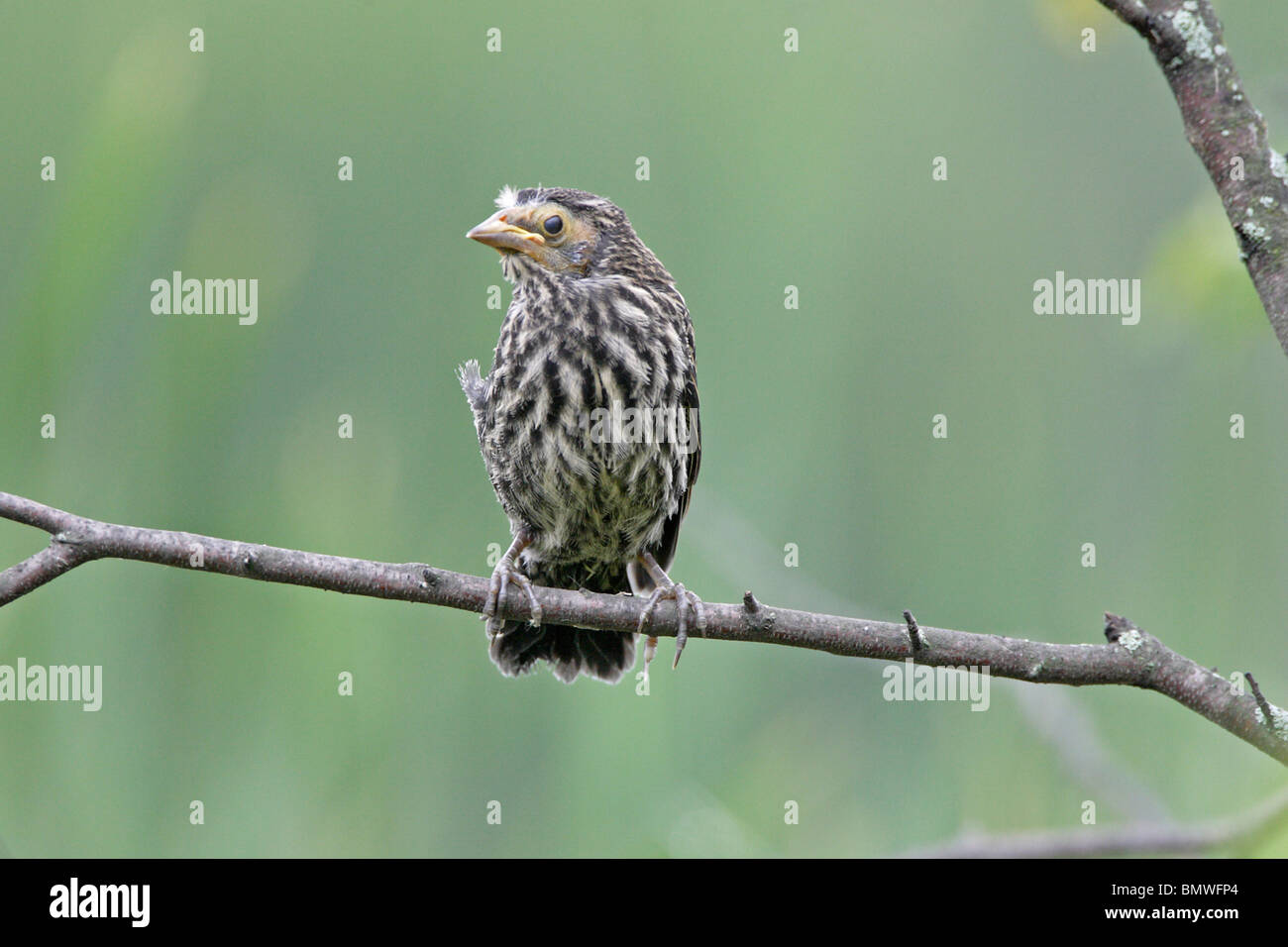 Juvenile Red-winged Blackbird Stock Photo - Alamy