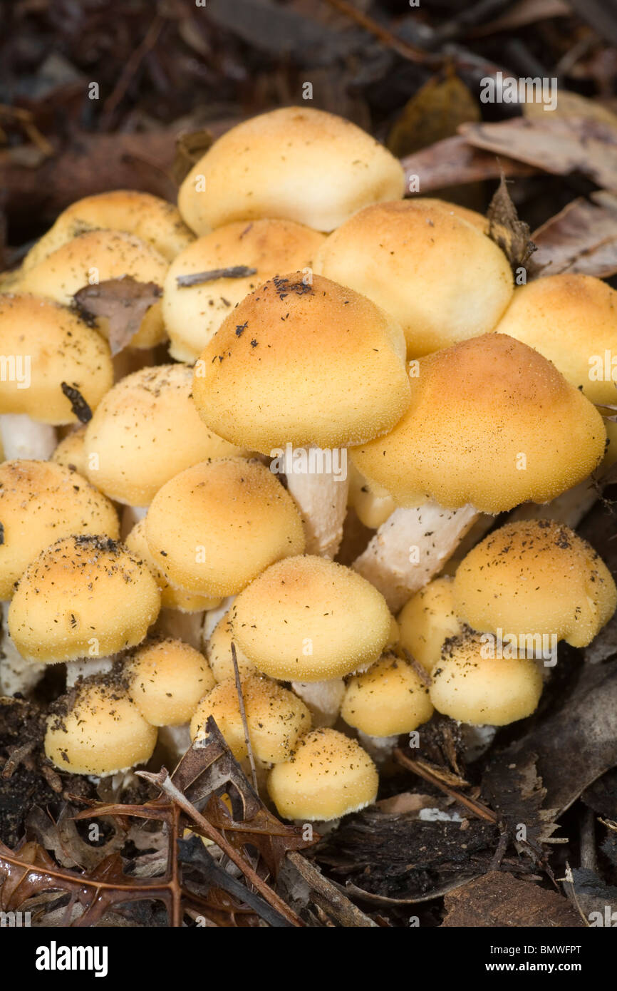 A group of Austroboletus occidentalis fungi growing in the Aussie bush ...