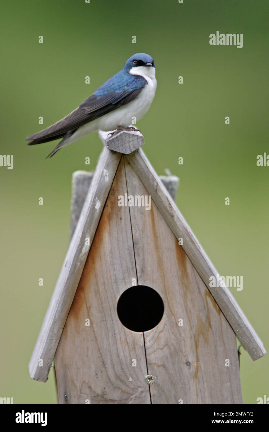 Tree Swallow perched on nest box Stock Photo - Alamy