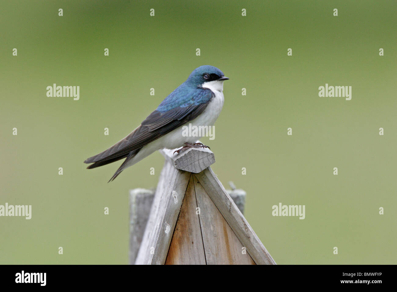 Tree Swallow on nest box Stock Photo - Alamy