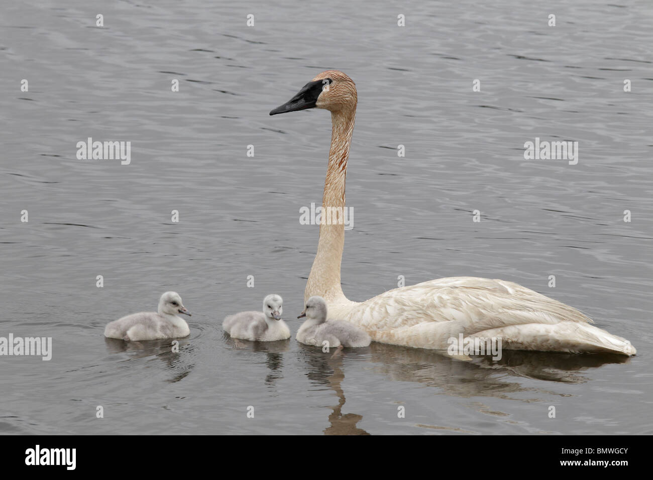 Trumpeter Swan with three small chicks Stock Photo - Alamy