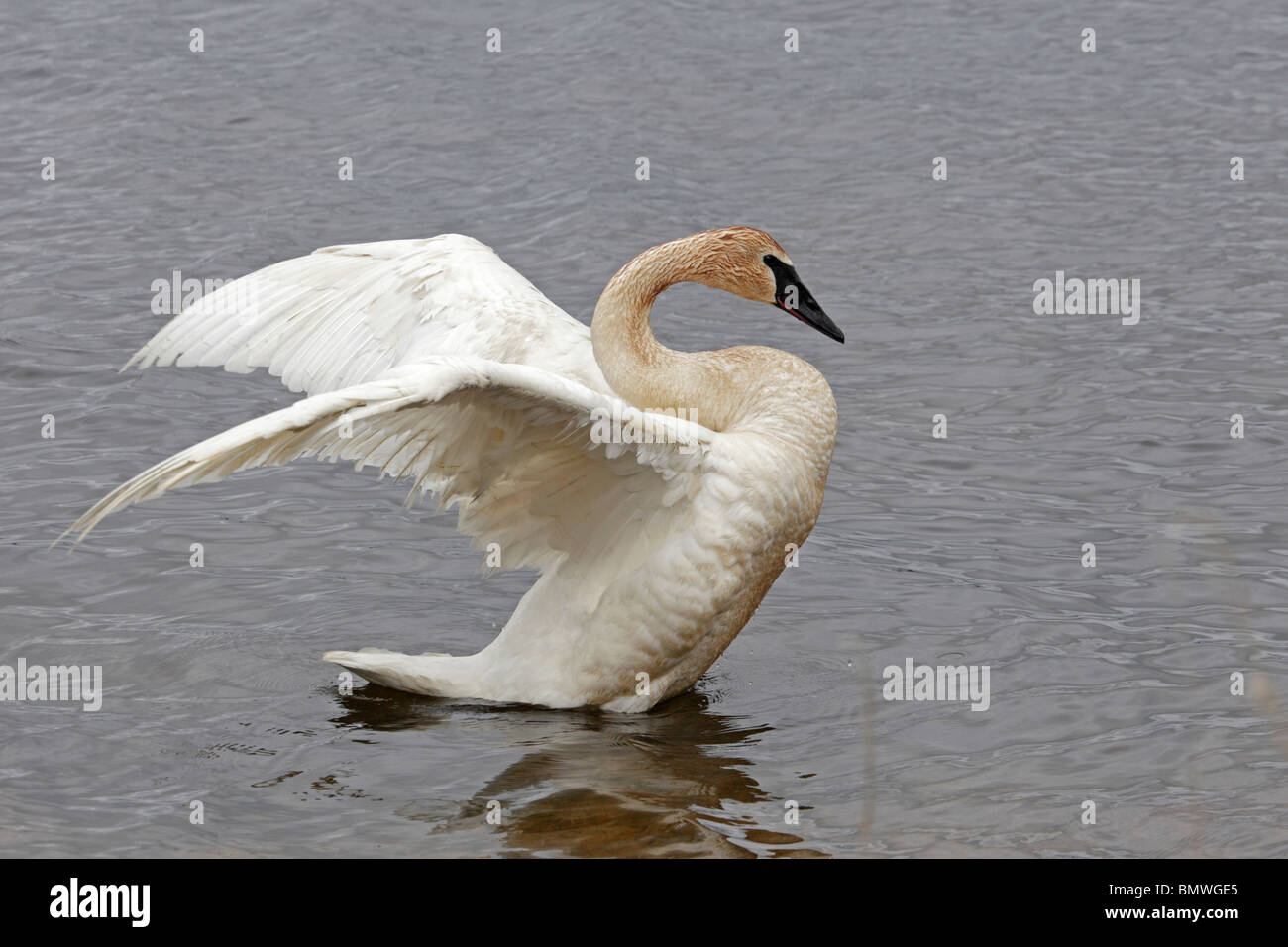 Trumpeter Swan flapping its wings Stock Photo - Alamy