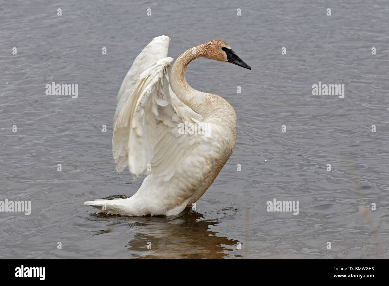 Trumpeter Swan flapping its wings Stock Photo - Alamy