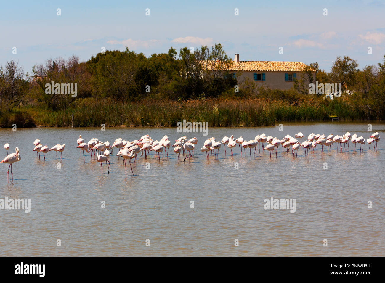 flamingos in a lake at Saintes Maries de la Mer, Camargue, France Stock ...