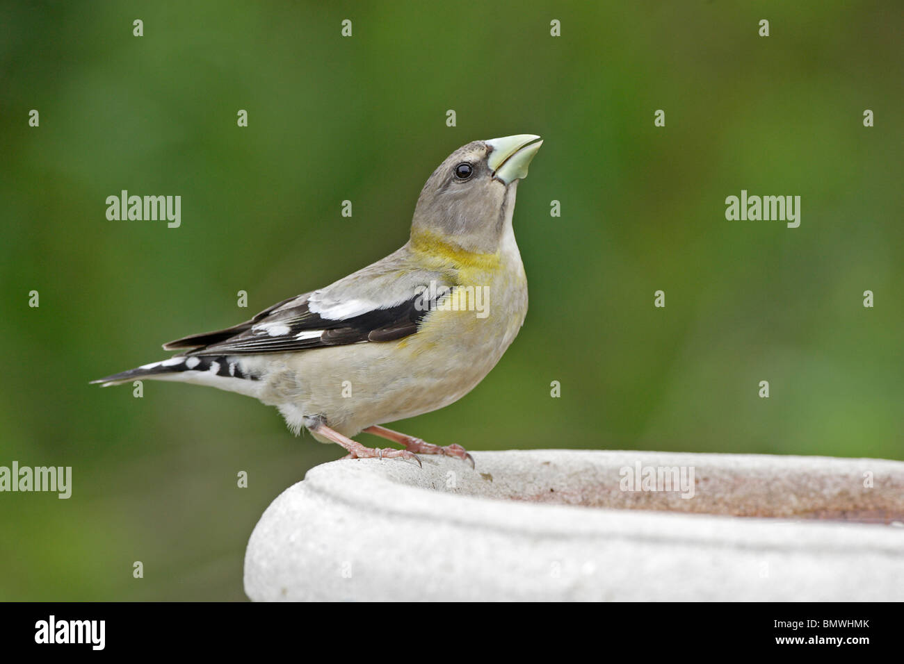 Female Evening Grosbeak High Resolution Stock Photography and Images ...