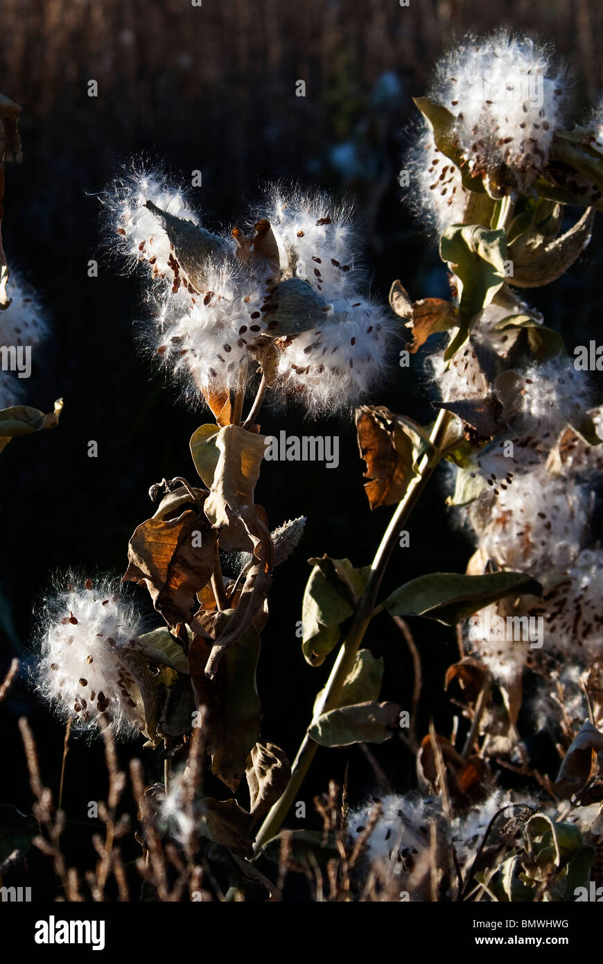 Showy milkweed asclepias speciosa hi-res stock photography and images ...