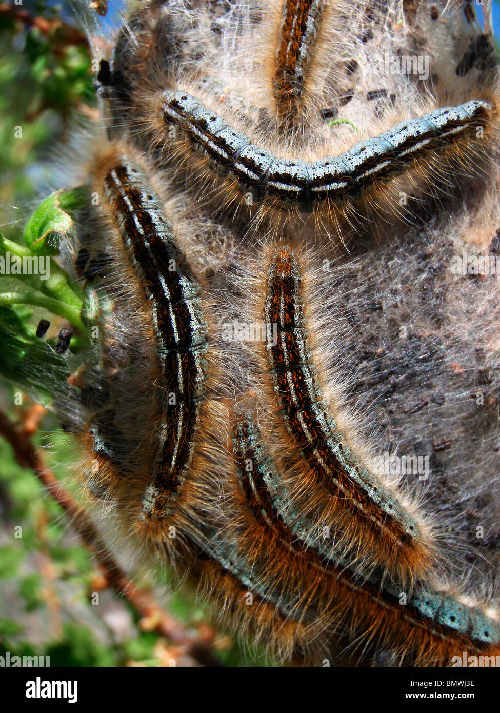 Western Tent Caterpillar Malacosoma californicum Rio Grande County ...