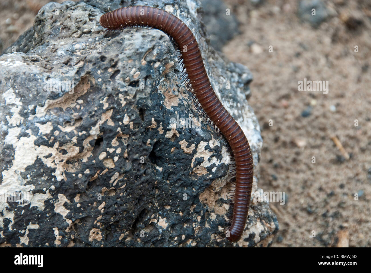 Orthoporus ornatus hi-res stock photography and images - Alamy
