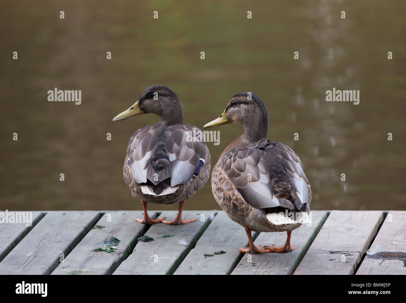 Mallard ducks, wild ducks behind the river Stock Photo - Alamy