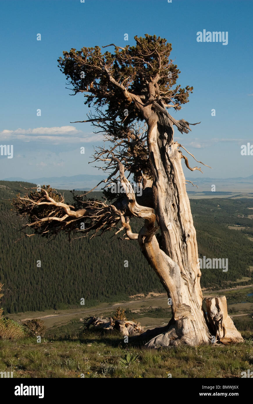 Rocky Mountain Bristlecone Pine Thamnophis sirtalis Bristlecone Pine ...