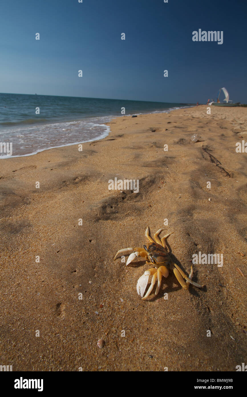 Dead crab on beach hi-res stock photography and images - Alamy