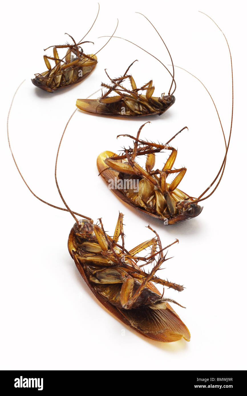 Cockroaches hi-res stock photography and images - Alamy