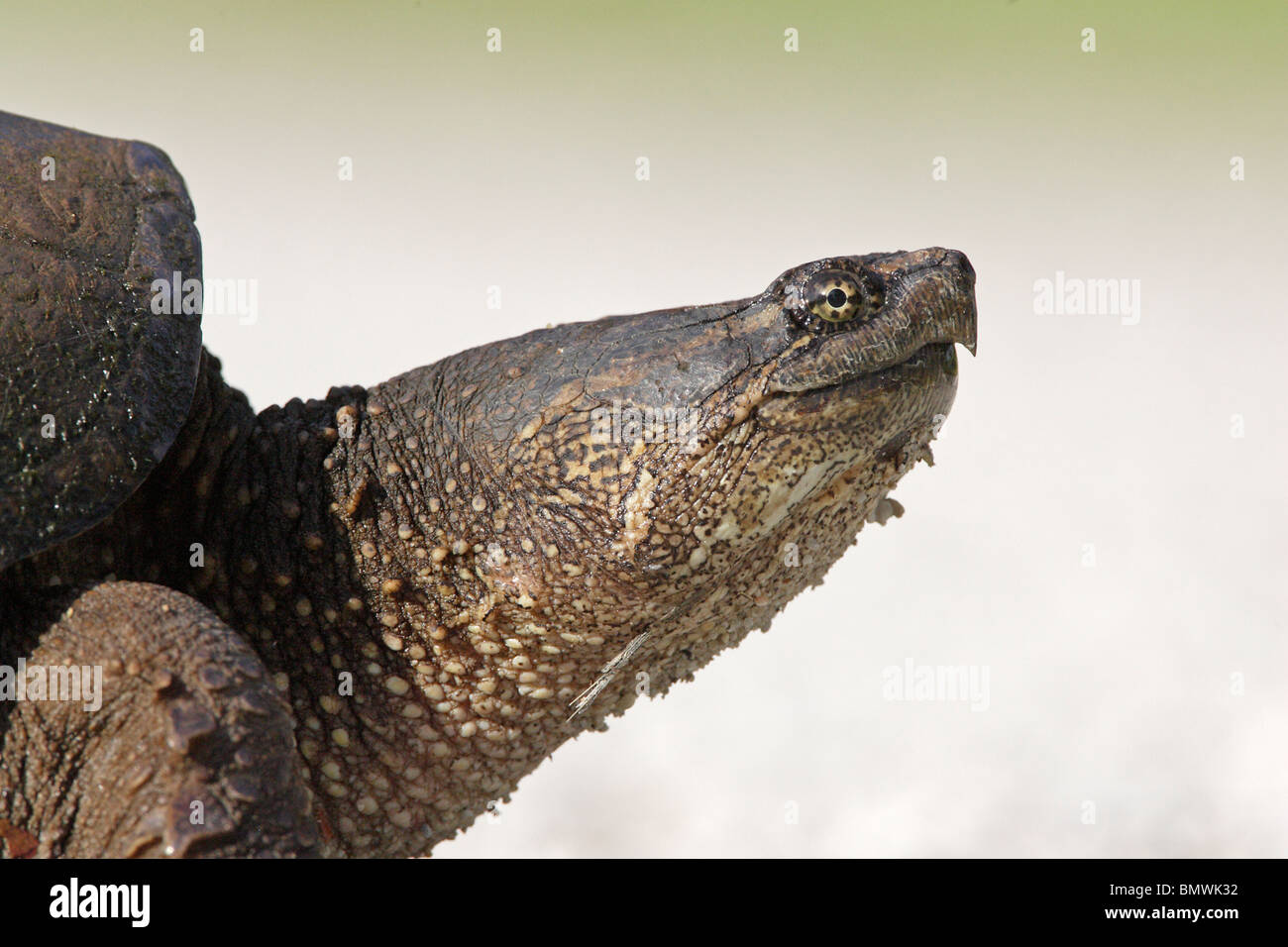 Snapping turtle head shot hi-res stock photography and images - Alamy